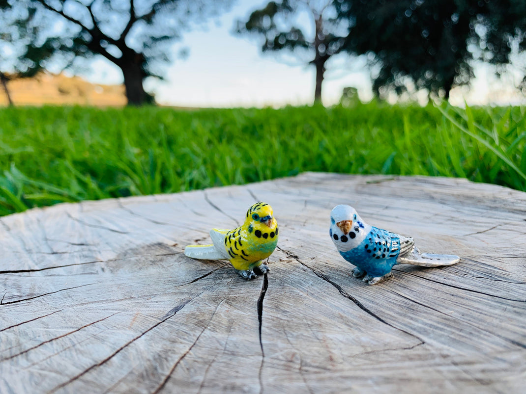 Birds – The Blue Bowerbird